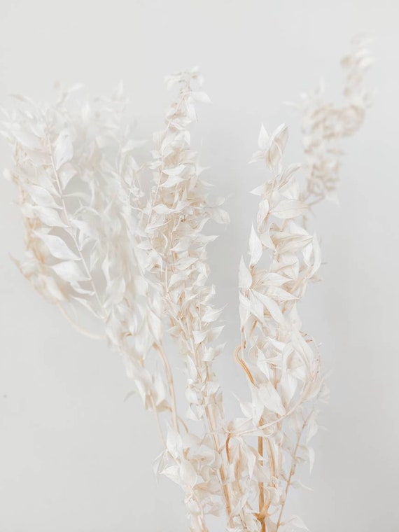 Off White Preserved Italian Ruscus Dried Filler Flowers | Etsy