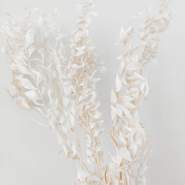 Italian White Ruscus - Etsy