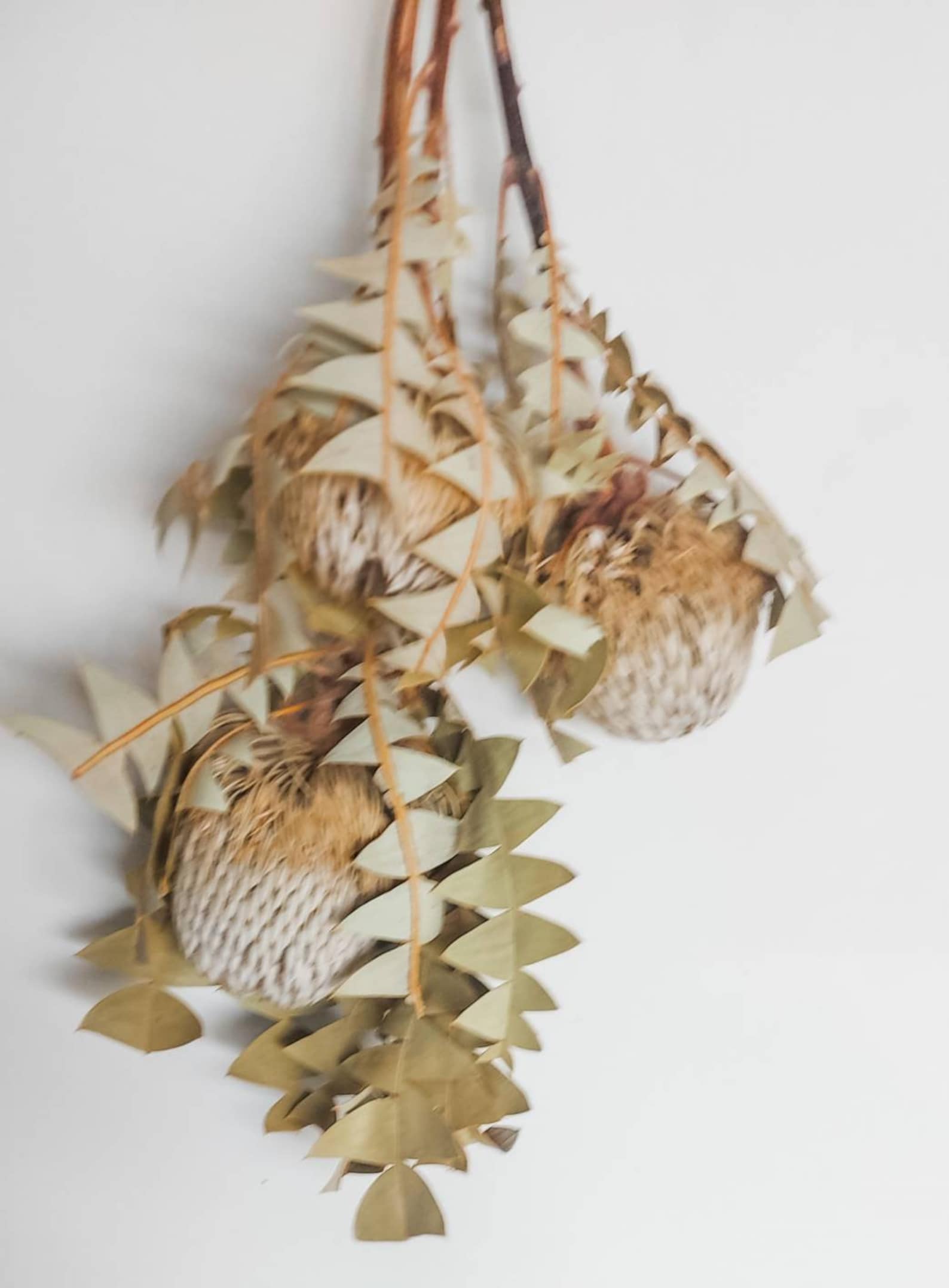 Natural Dried Banksia Baxteri Flowers Coloured Australian Native Flora ...