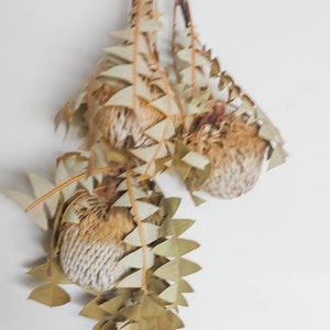 Natural Dried Banksia Baxteri Flowers Coloured Australian Native Flora ...