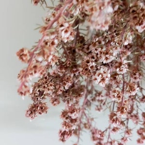 Light Pink Australian Dried Ti Tree Preserved Tea Tree Flowers ...