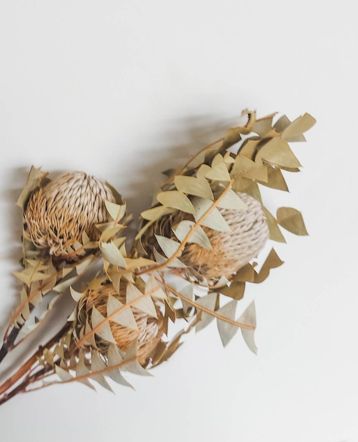 Natural Dried Banksia Baxteri Flowers Coloured Australian Native Flora ...