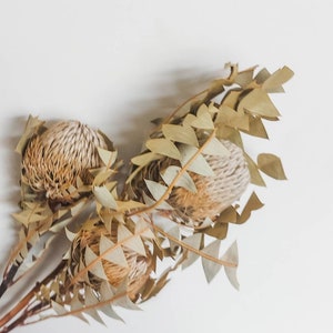 Natural Dried Banksia Baxteri Flowers Coloured Australian Native Flora ...