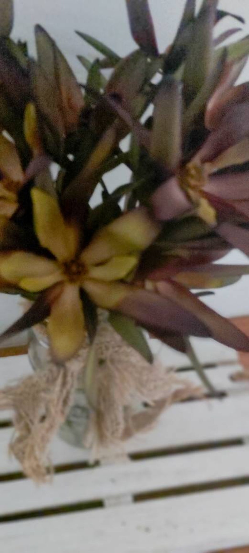 Dried Preserved Australian Native Leucadendron Silvan Reds - Etsy Australia
