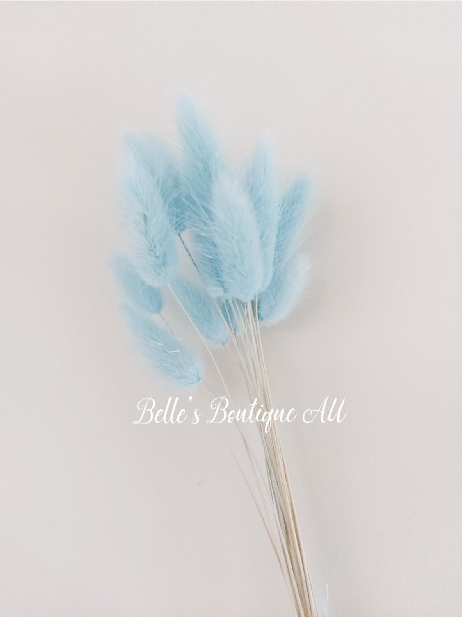 Dried Light Blue Bunny Tail Grass Preserved Bunnies Tails - Etsy