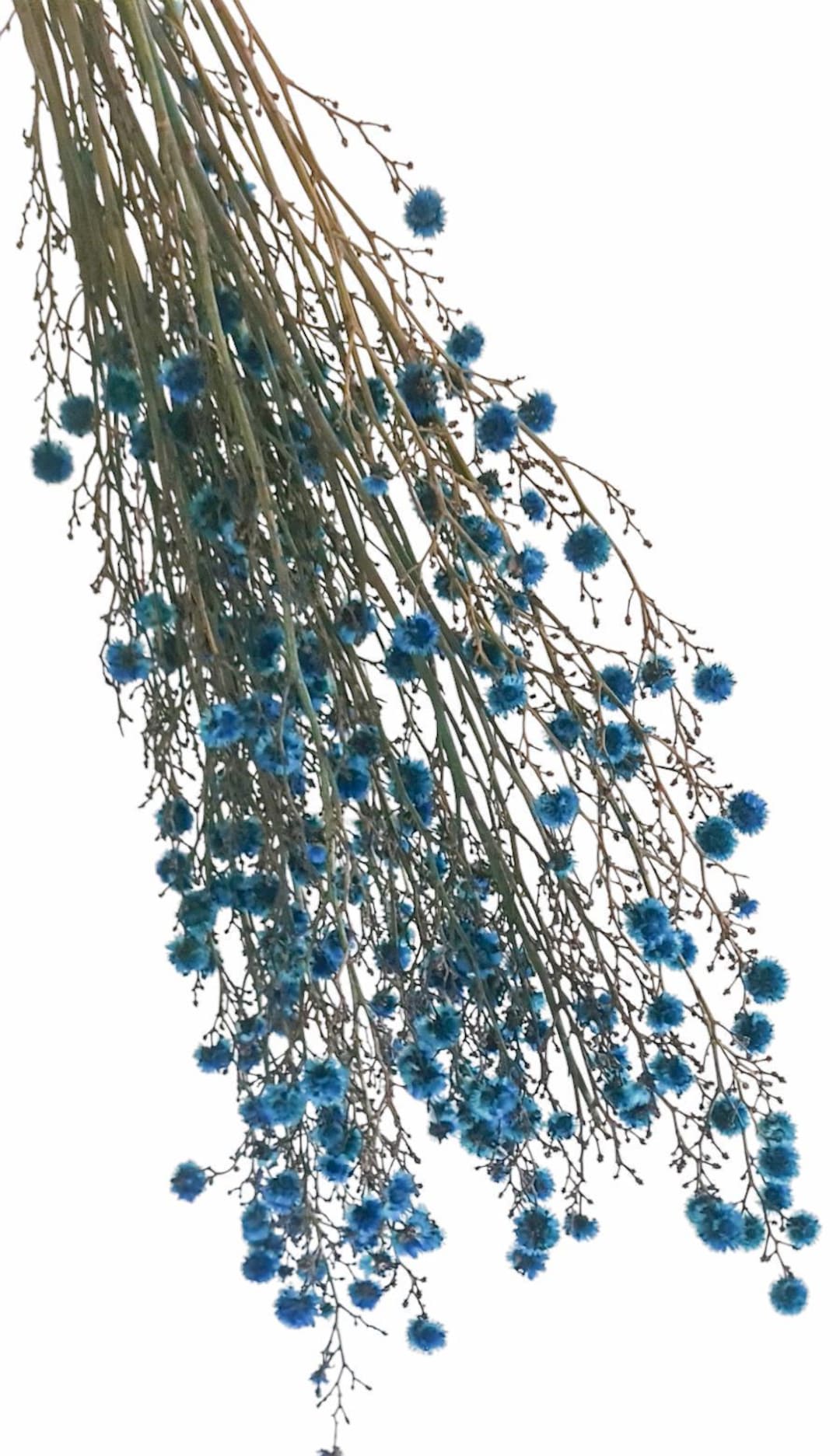 Blue Stirlingia Flowers Preserved Strillingia Dried Flower Arrangement ...