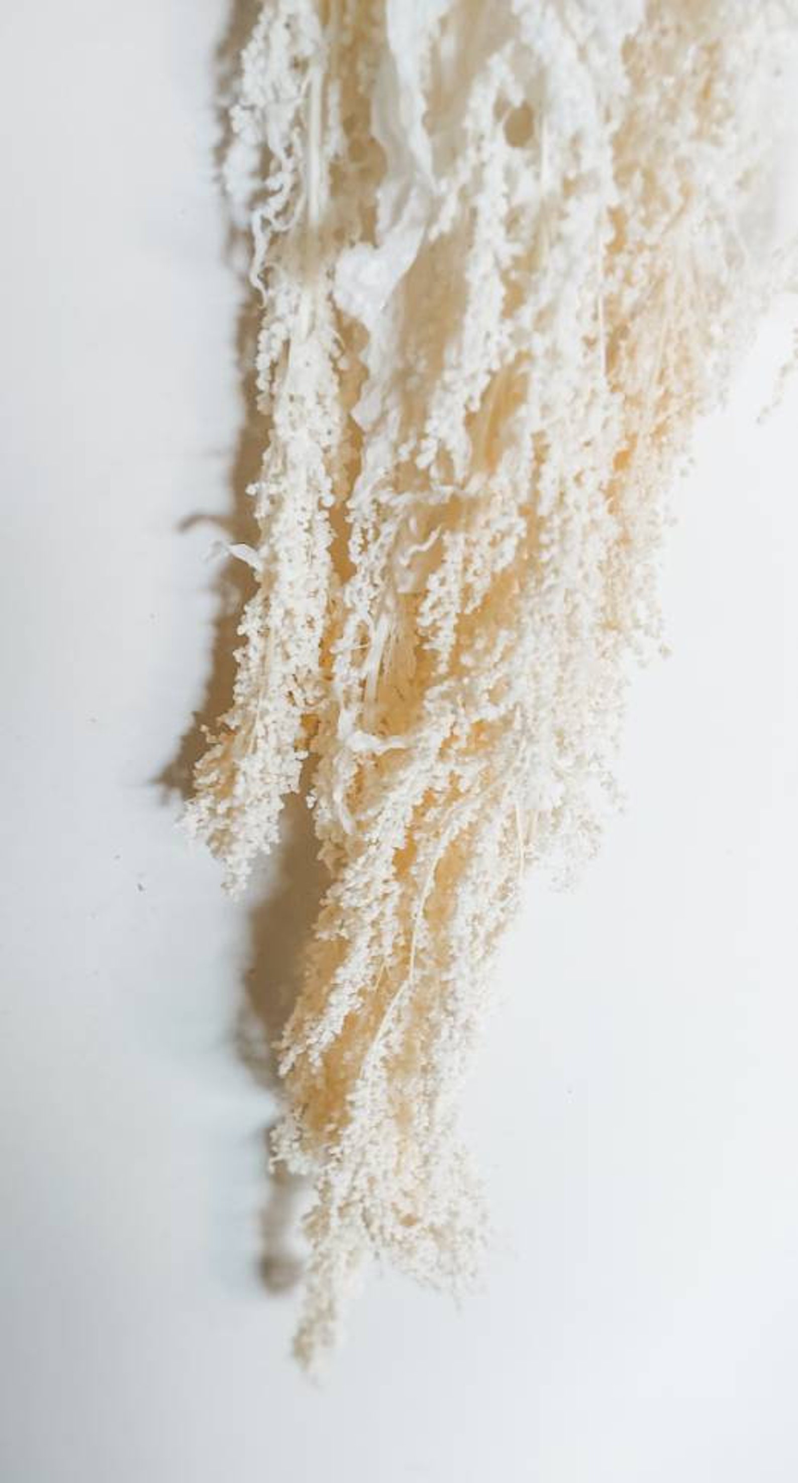 Preserved White Hanging Amaranthus Long Dried Flowers Stems Natural ...
