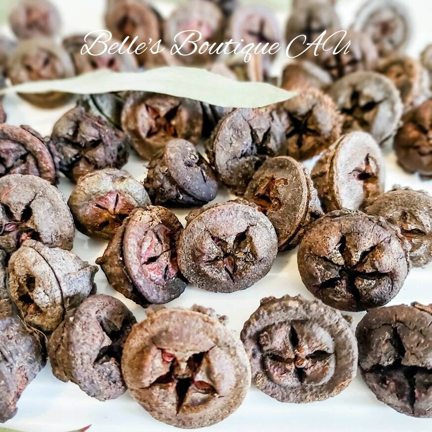 40 Natural Dried Large Gum Nuts Eucalyptus Globulus Fruit - Etsy Australia