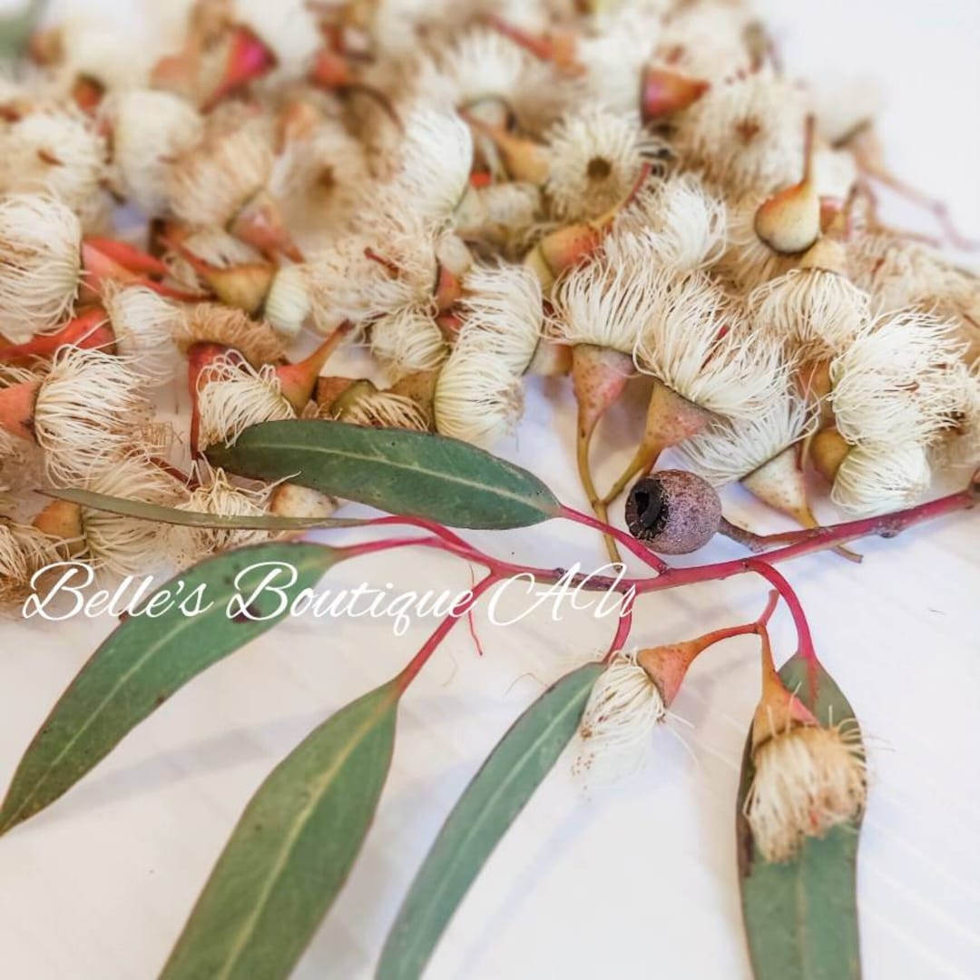 Cream White Yellow Eucalyptus Blossom Dried or Fresh Gum Flowers ...
