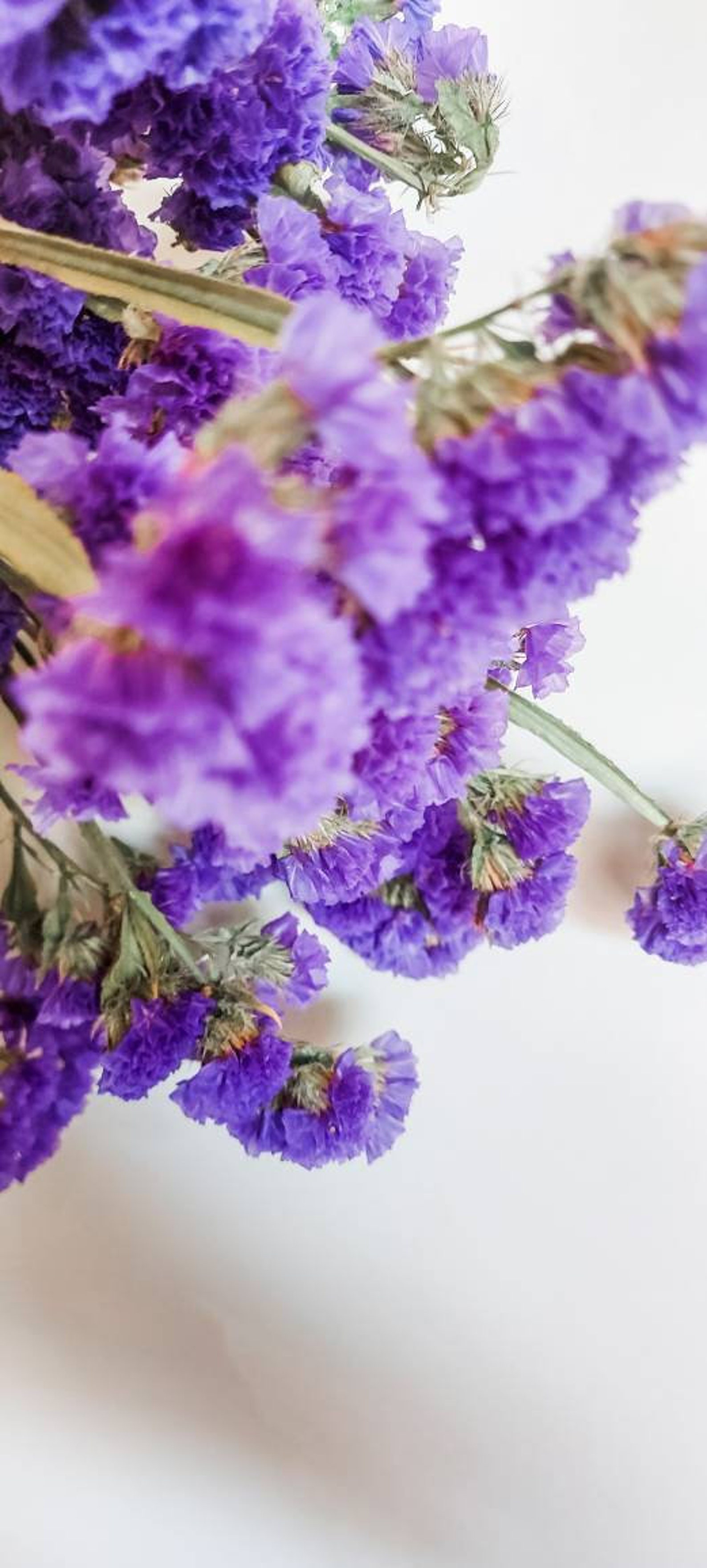 Dried Purple Statice Flowers Flora Natural Preserved Limonium Sea ...