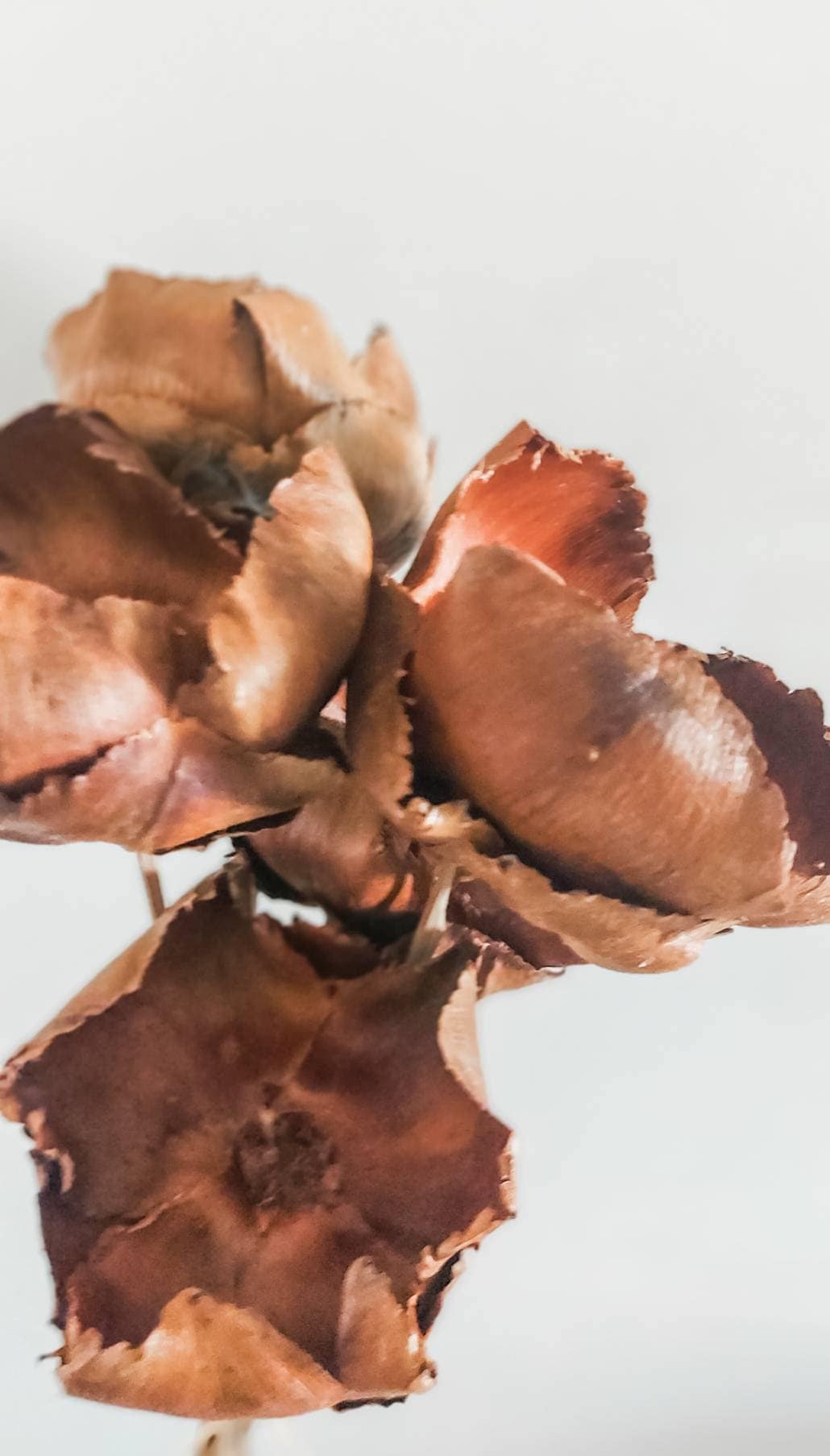 Brown Dried Palm Caps Stems Natural Materials Palms Flowers Preserved ...