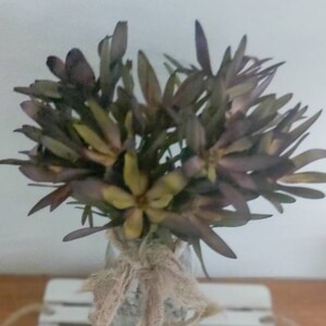 Dried Preserved Australian Native Leucadendron Silvan Reds Safari ...