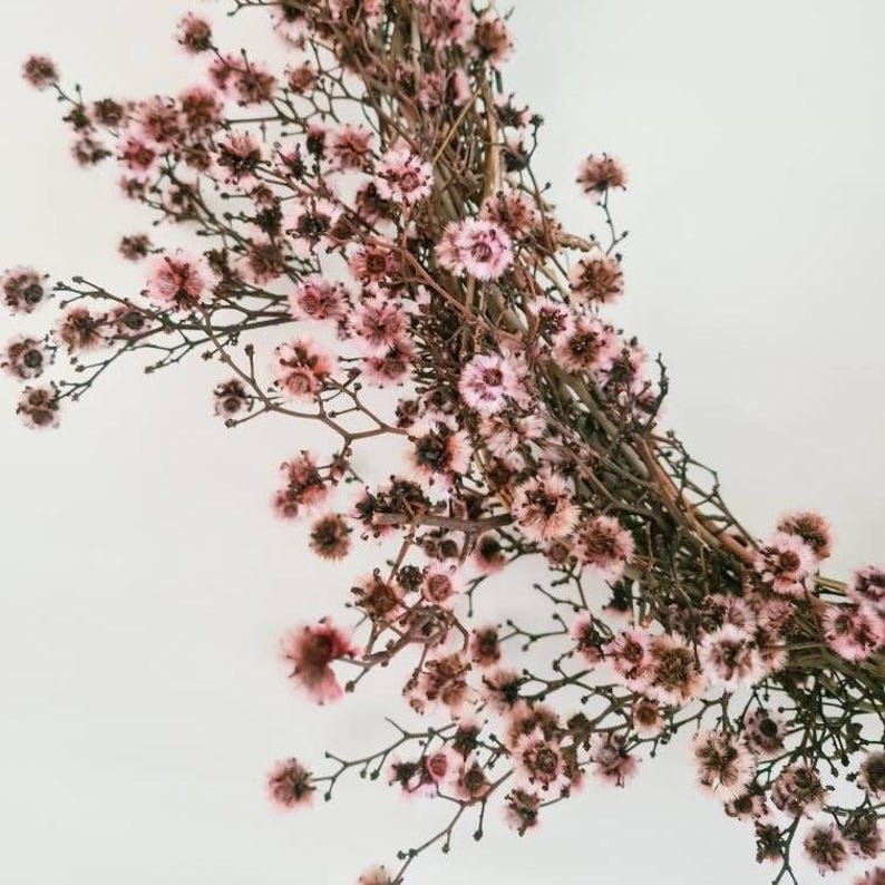 Pink Preserved Stirlingia Wreath Australian Native Flowers Easter ...