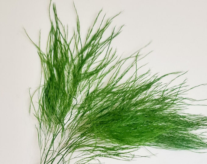 Bulk Tree Fern-100 Stems Preserved - Etsy