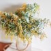 Dried Golden Yellow Wattle Flowers Blossom Natural Dried Bunch Posy ...