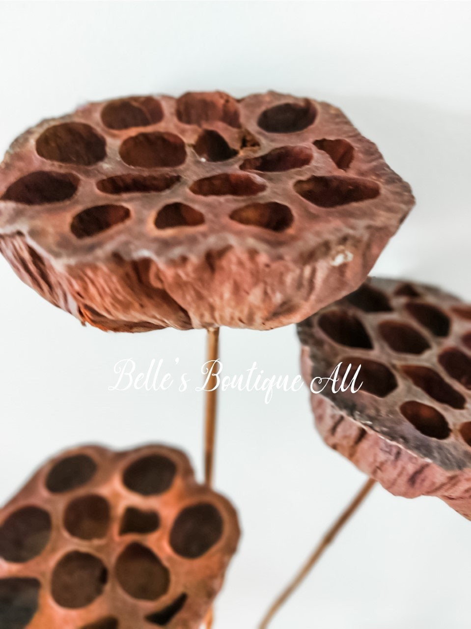 Large Natural Dried Lotus Pod Stems Dry Lotus Pod Seeds Brown Flower ...