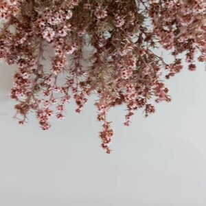 Light Pink Australian Dried Ti Tree Preserved Tea Tree Flowers ...