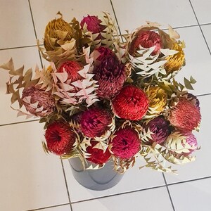 Natural Dried Banksia Baxteri Flowers Coloured Australian Native Flora ...
