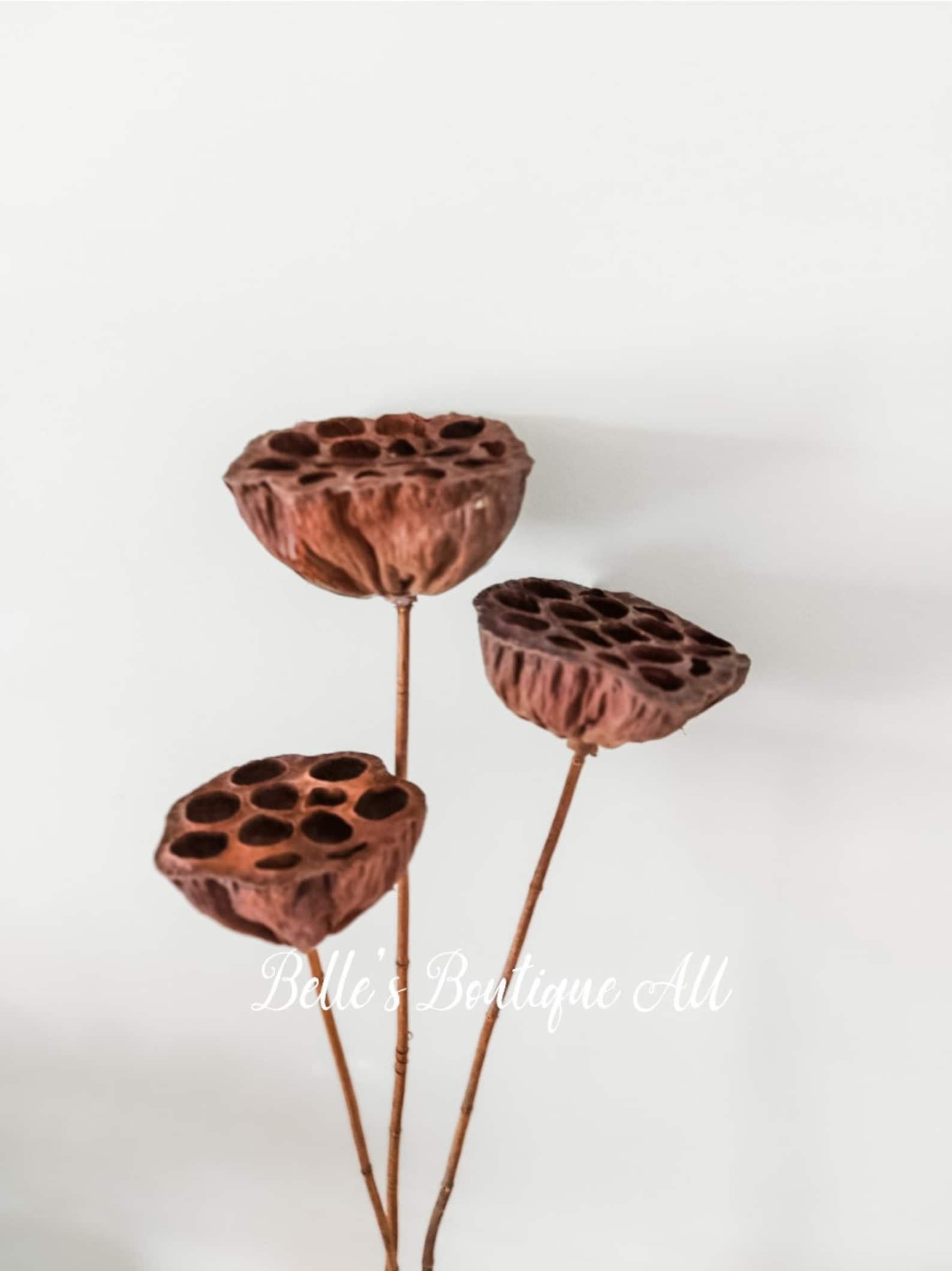 Large Natural Dried Lotus Pod Stems Dry Lotus Pod Seeds Brown - Etsy