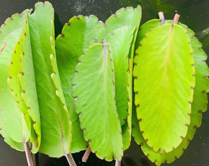 Leaf of Life LEAVES Organic Jamaica Miracle Leaf | Bryophyllum Pinnatum ...