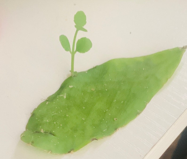 Miracle Leaf/ Leaf of Life kalanchoe Pinnata 8-10 Leaves - Etsy