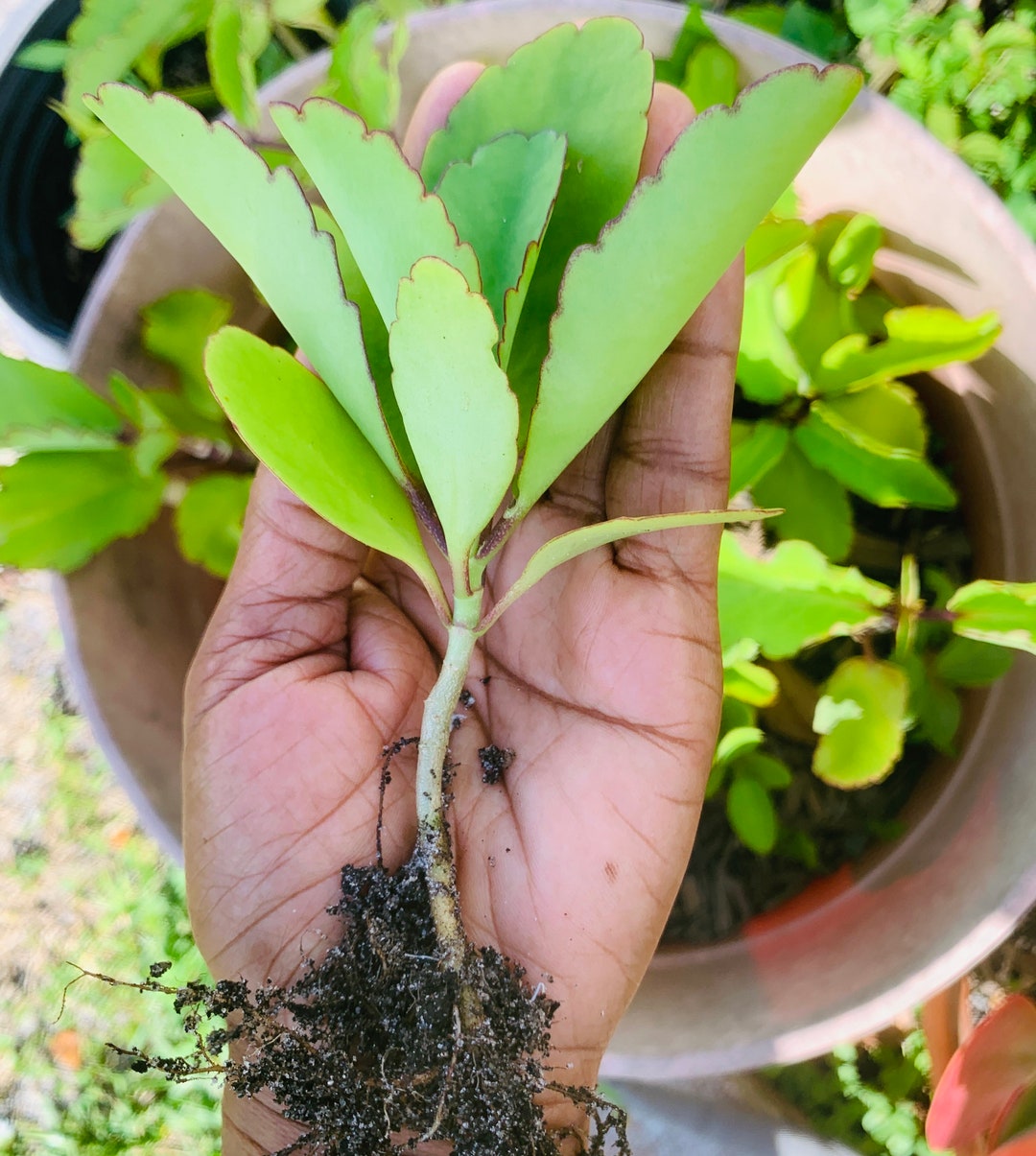 Live Miracle Leaf Plant - Etsy