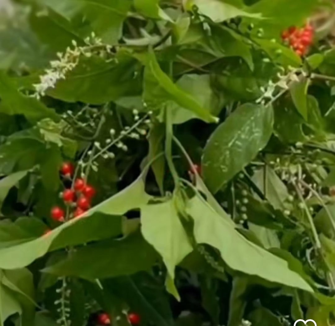 Wild-harvested Jamaican Dog Blood Bush – Herbal Womb Support | Natural ...