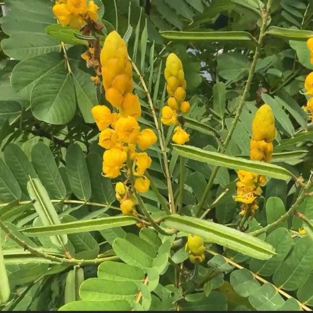 Cassia Alata - Natural Herb for Skin Health -30g - Etsy
