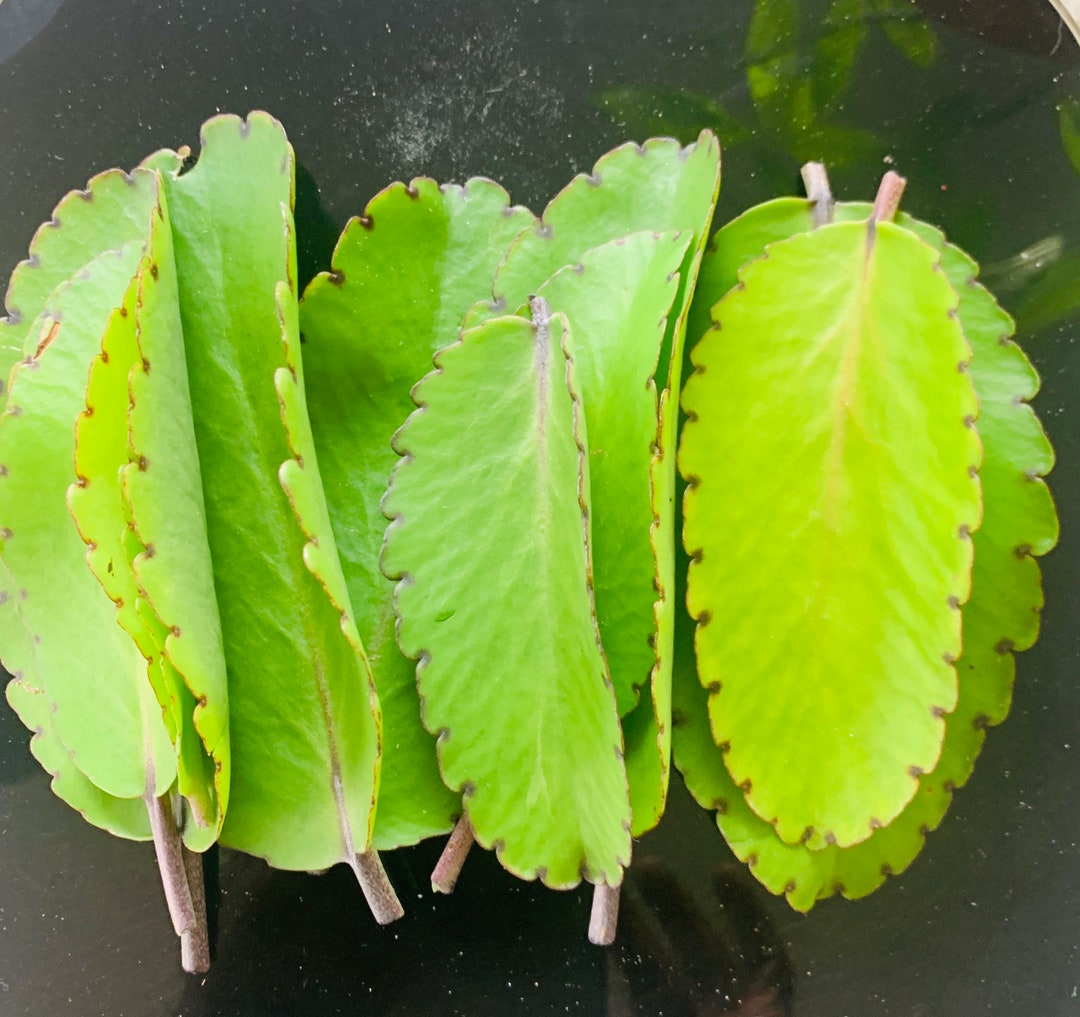 Miracle Leaf/ Leaf of Life kalanchoe Pinnata 8-10 Leaves - Etsy