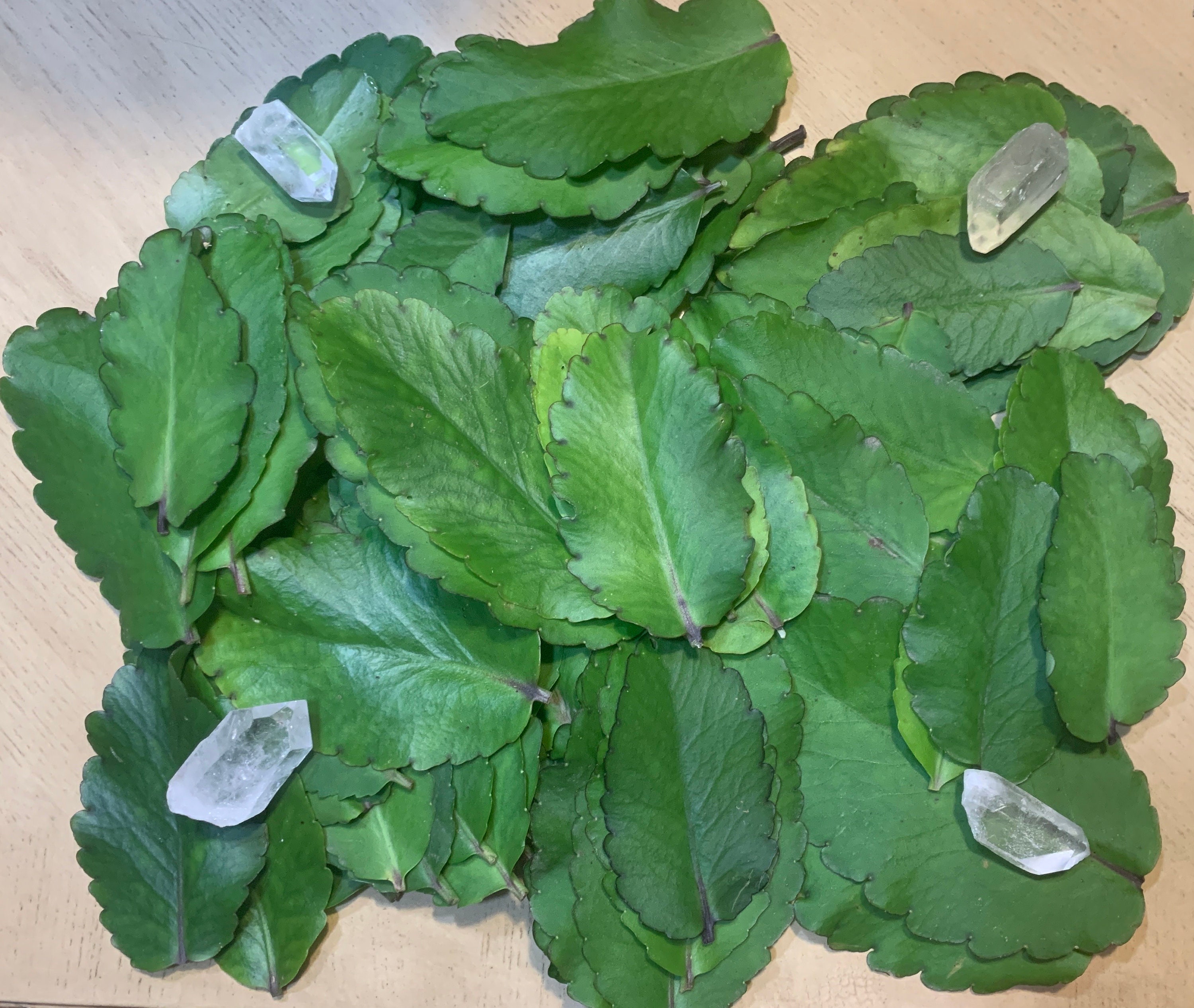 Miracle Leaf/ Leaf of Life (kalanchoe Pinnata) 8-10 Leaves - Etsy