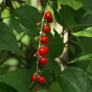 Wild-harvested Jamaican Dog Blood Bush – Herbal Womb Support | Natural ...