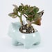 Bulbasaur Ceramic Planter - Etsy