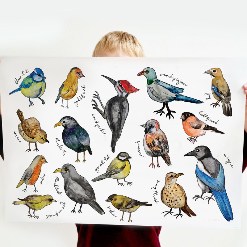 British Birds Poster - Etsy UK