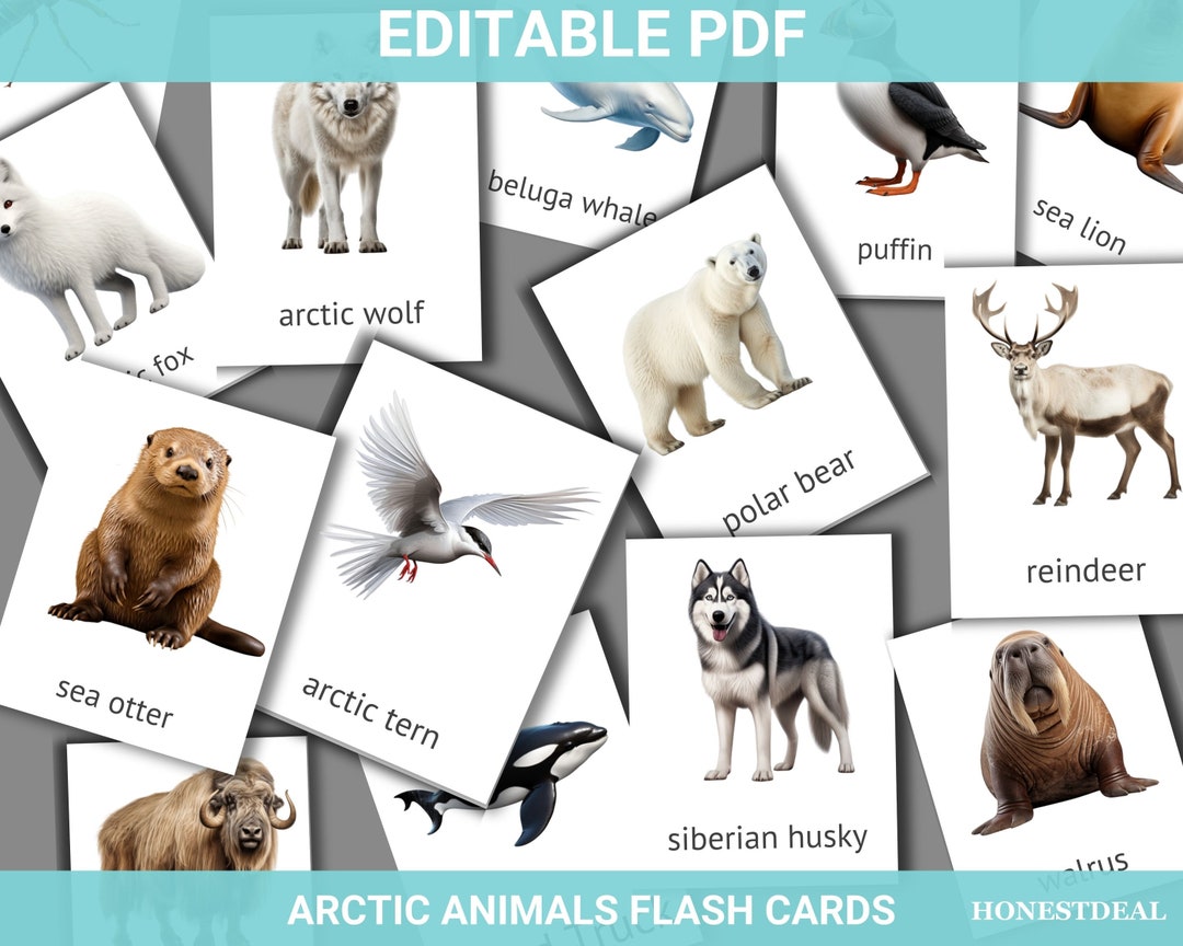 Realistic Arctic Animal Flash Cards, Montessori Cards Children ...
