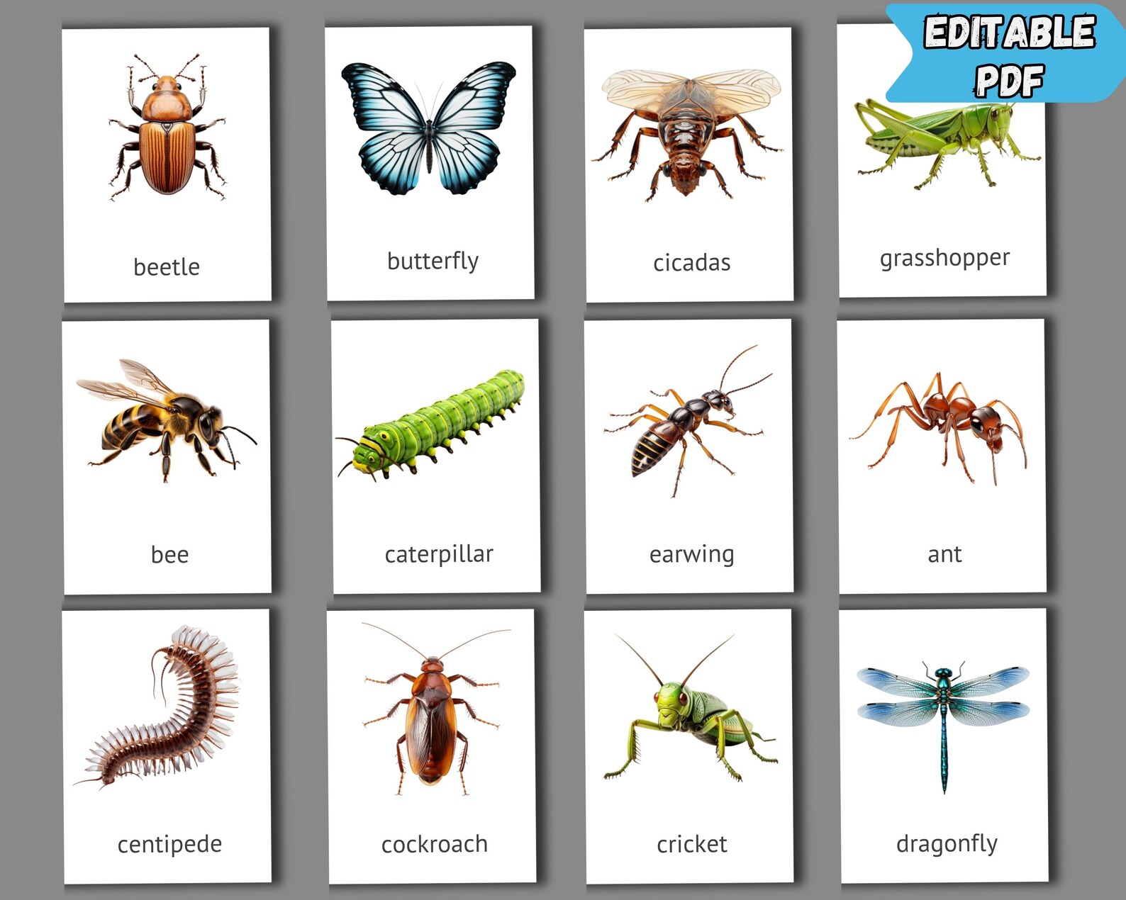 Insects Flashcards | PDF Printable Card | Editable Montessori Cards ...