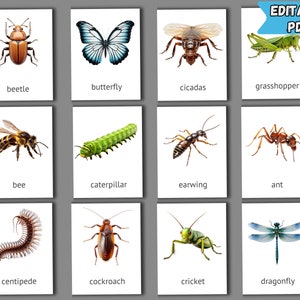 Insects Flashcards | PDF Printable Card | Editable Montessori Cards ...