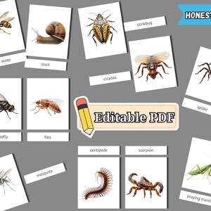 Insects Flashcards Editable Montessori Cards PDF Printable Card ...