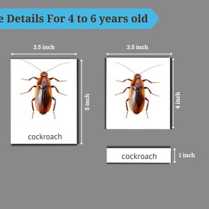 Insects Flashcards | PDF Printable Card | Editable Montessori Cards ...