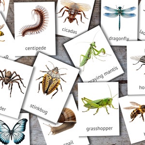 Insects Flashcards | PDF Printable Card | Editable Montessori Cards ...