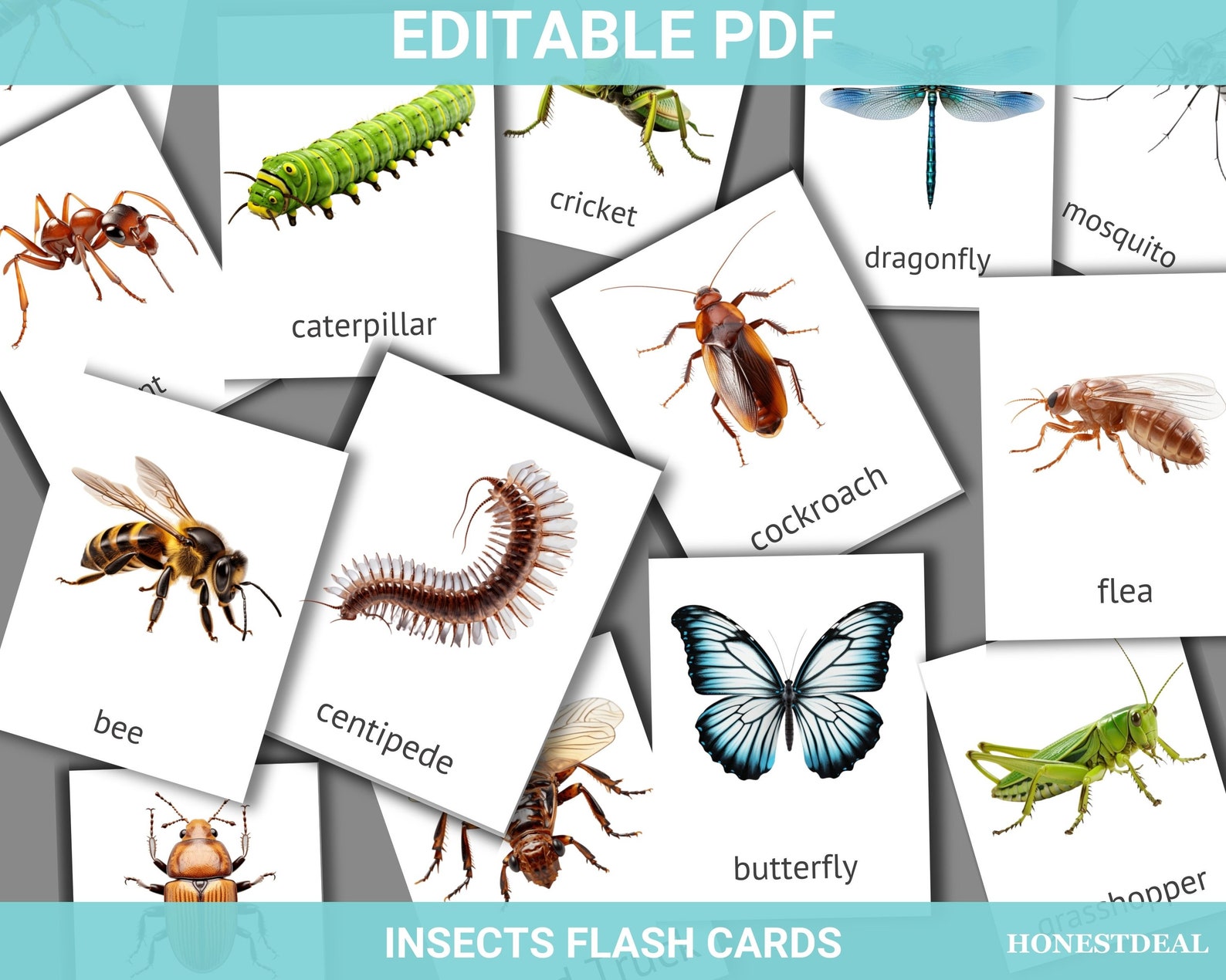 Insects Flashcards | PDF Printable Card | Editable Montessori Cards ...