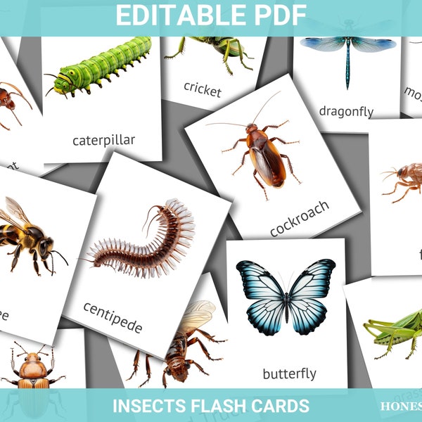 Insect Flash Cards - Etsy