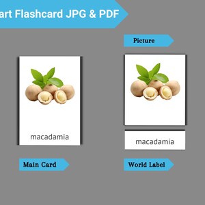 NUTS Flash Cards for Kids | Educational Flash Cards, Editable ...