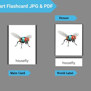 Insects Flashcards | PDF Printable Card | Editable Montessori Cards ...