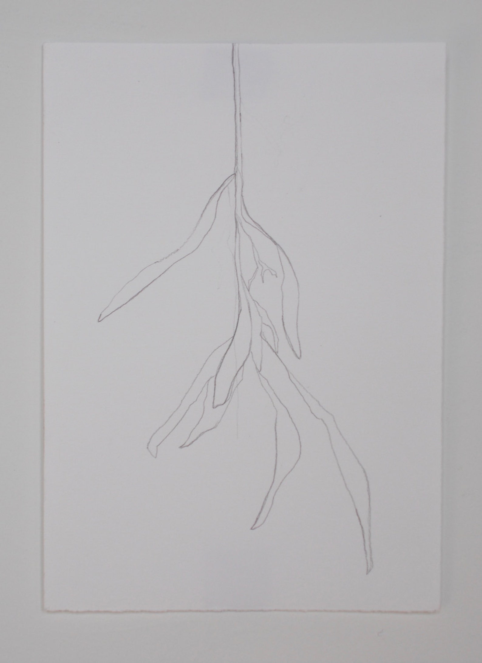 Mimosa Plant Drawing- Graphite on Paper - Etsy