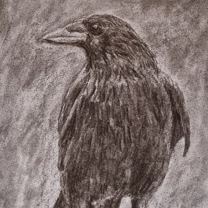 Crow - Original Framed Charcoal Drawing by Matthew Allton - Etsy