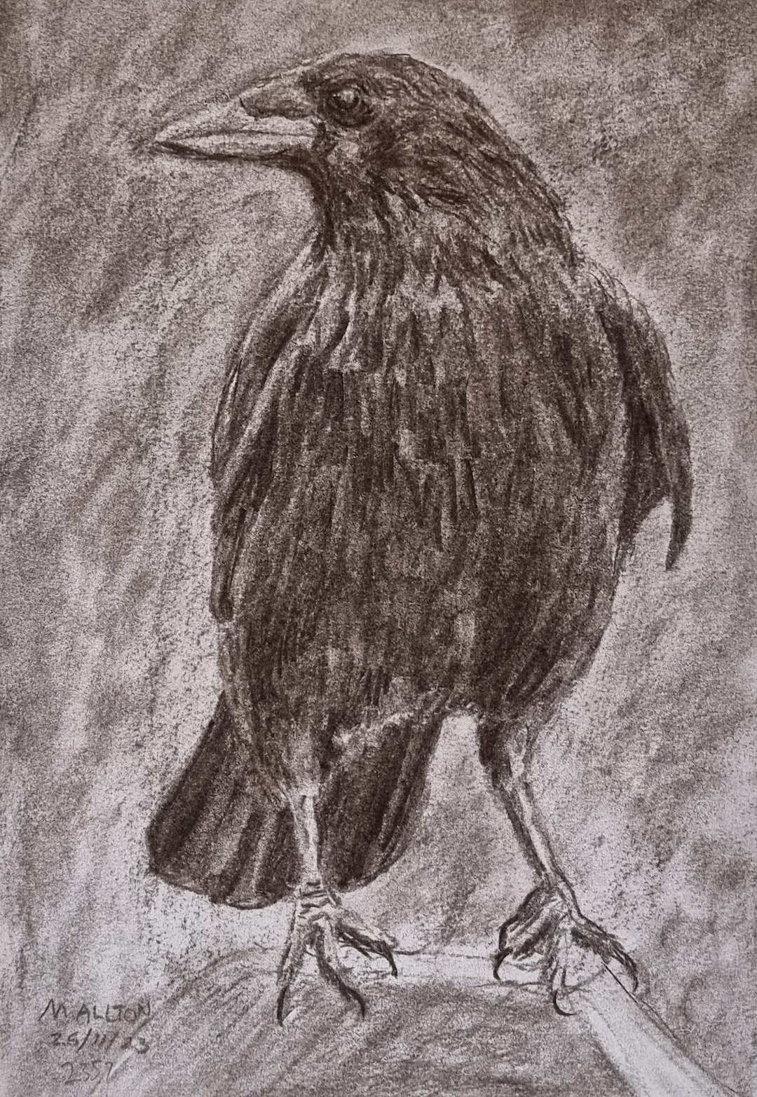 Crow - Original Framed Charcoal Drawing by Matthew Allton - Etsy