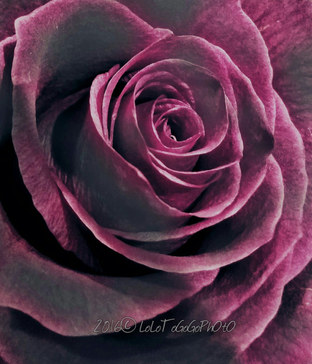 Purple Rose Photo, Rose Photos, Photo Realism, Rose Photo Art Print ...