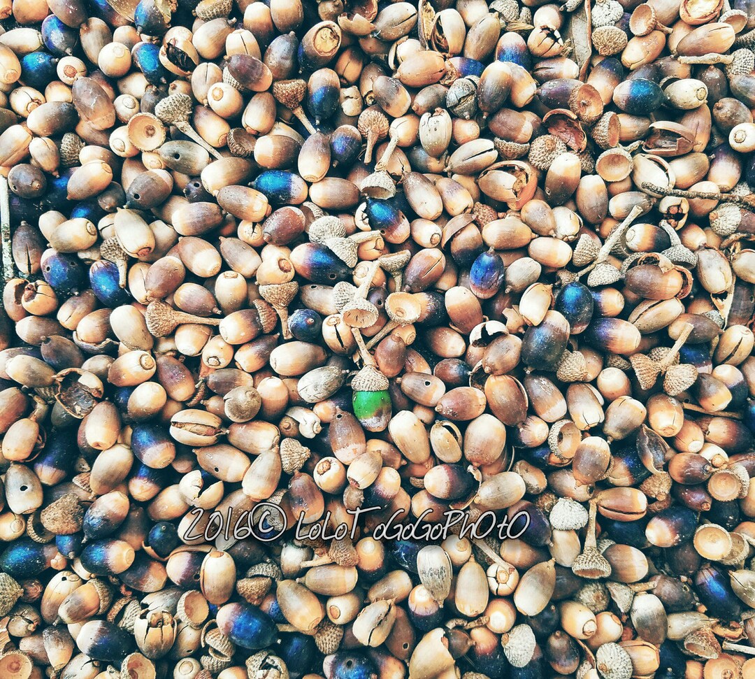 Fall Photos, Nature Photography, Acorns, October Photos, Thanksgiving ...