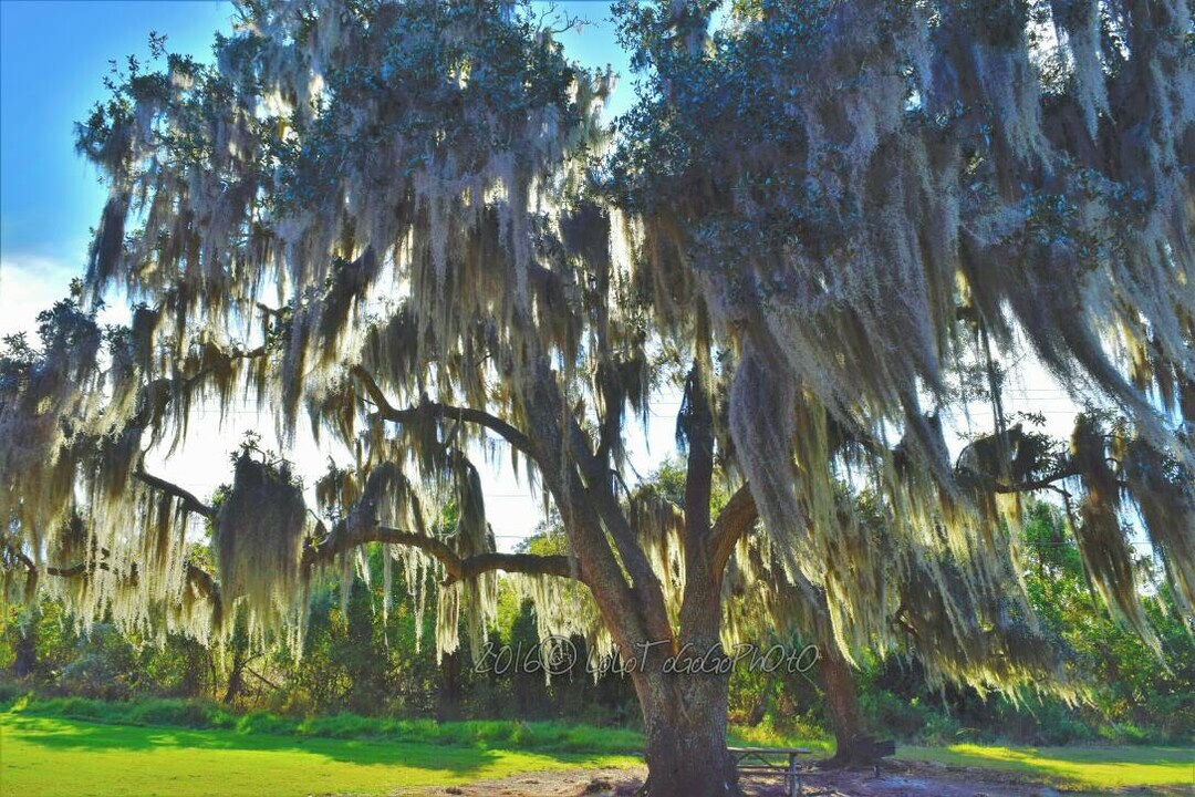 Louisiana Live Oak Tree Louisiana Photo Louisiana Art Louisiana Decor New Orleans Photos