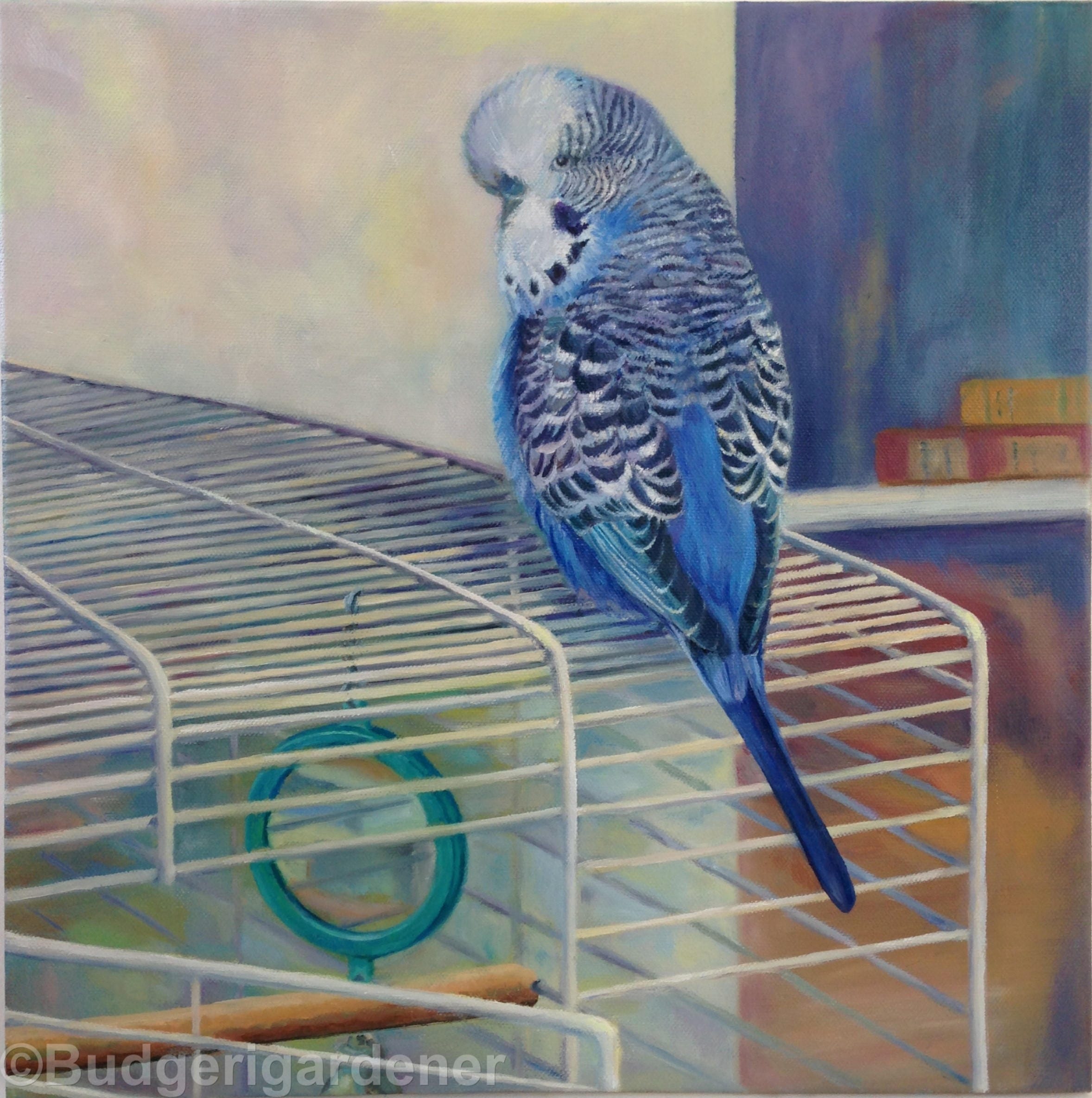 Budgie Card Blue Budgerigar Parakeet Blank Greeting Card From Etsy Uk